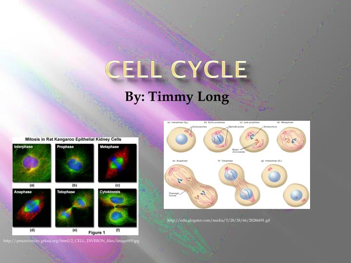 PPT - Cell Cycle PowerPoint Presentation, free download - ID:3441522