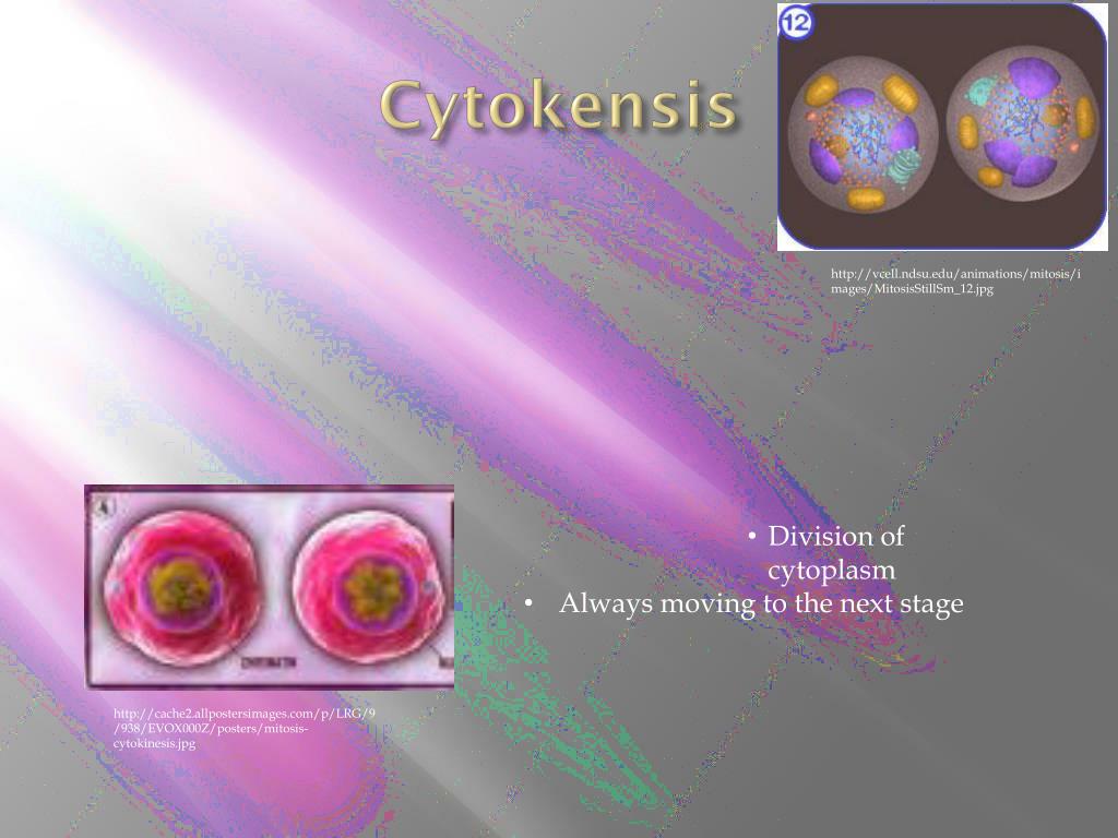 PPT - Journey Through the Cell Cycle: A Visual Guide PowerPoint ...
