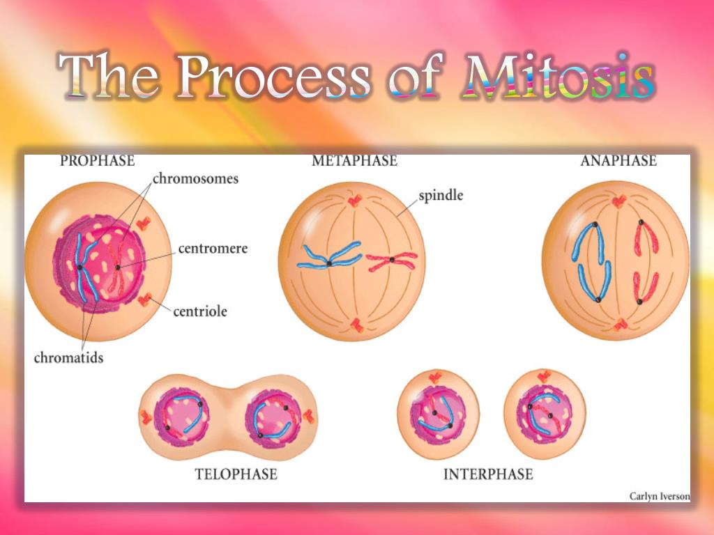 PPT - DNA Replication PowerPoint Presentation, free download - ID:3442530 PPT - DNA Replication PowerPoint Presentation, free download - ID:3442530