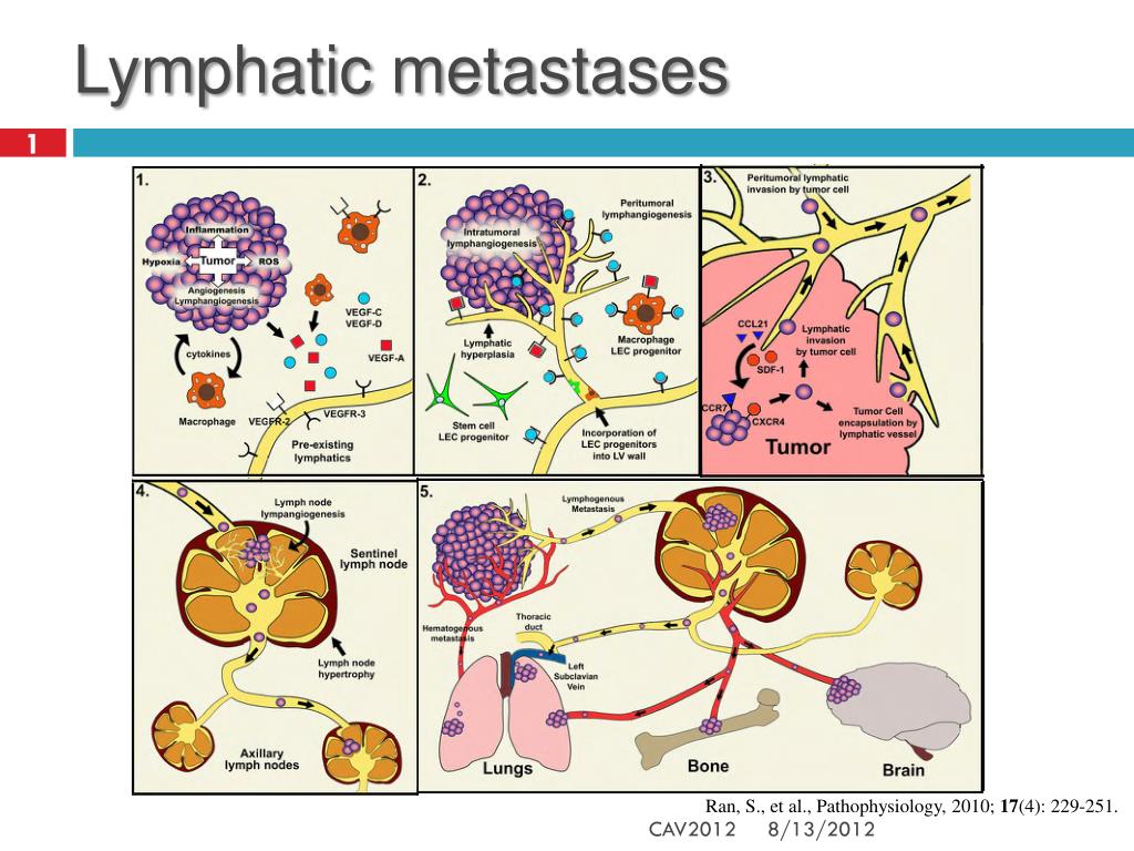 PPT - 1 :Graduate School of Biomedical Engineering Tohoku University 2 ...