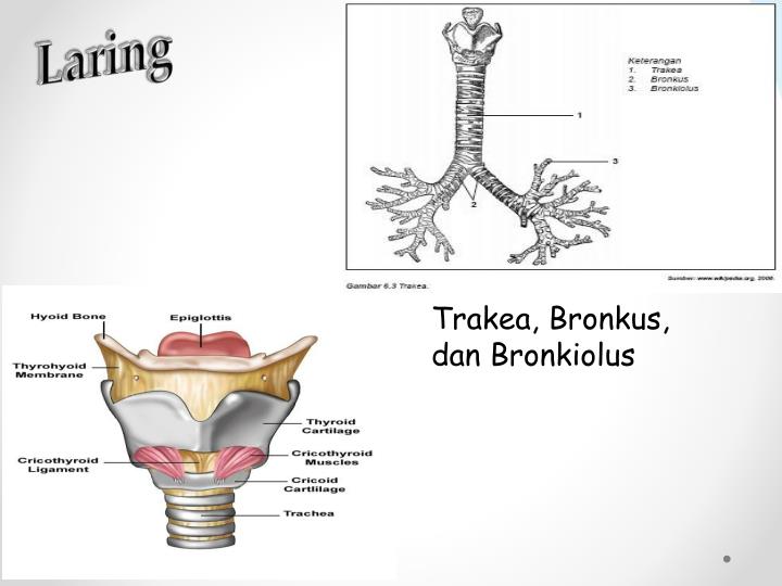 PPT - Konsep Organ dan Sistem Organ Manusia Kelompok 3 PowerPoint ...