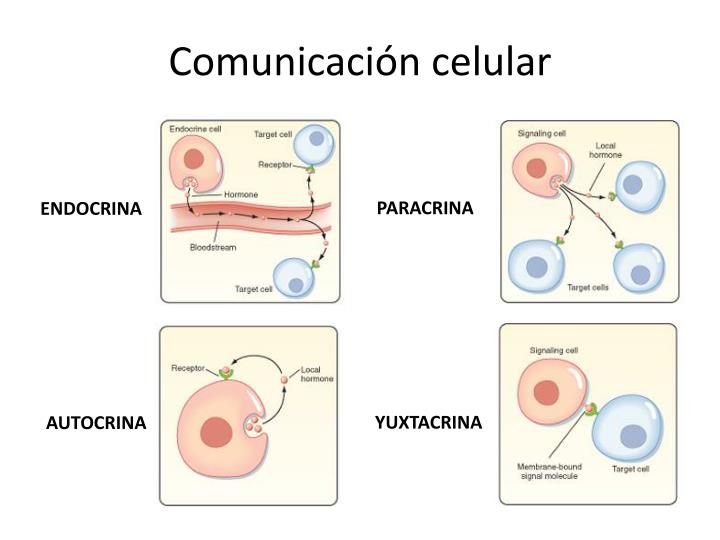 PPT - Generalidades de Endocrino PowerPoint Presentation - ID:3443157