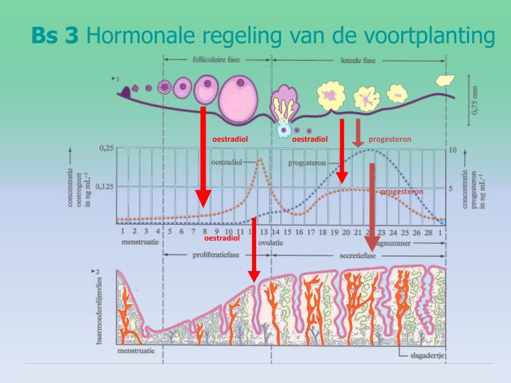 Ppt Hormonale Regeling Van De Voortplanting Powerpoint Presentation