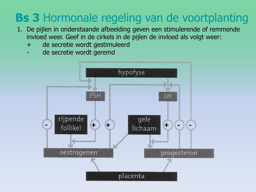 Ppt Hormonale Regeling Van De Voortplanting Powerpoint Presentation