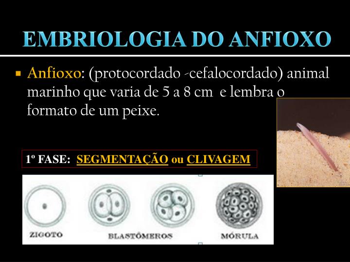 PPT - EMBRIOLOGIA PowerPoint Presentation - ID:3445904