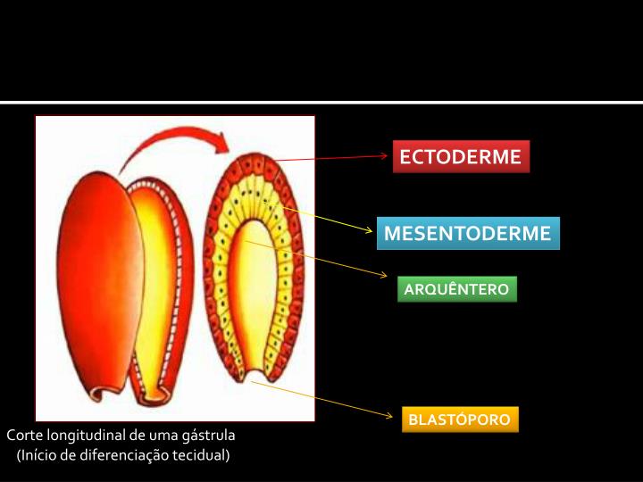 PPT - EMBRIOLOGIA PowerPoint Presentation - ID:3445904