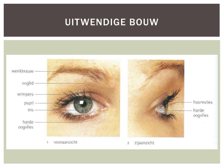 PPT - Het oog PowerPoint Presentation - ID:3445947