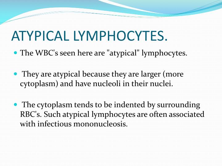 PPT - HEMATOPATHOLOGY. . PowerPoint Presentation - ID:3446723