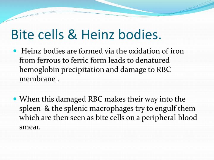 PPT - HEMATOPATHOLOGY. . PowerPoint Presentation - ID:3446723
