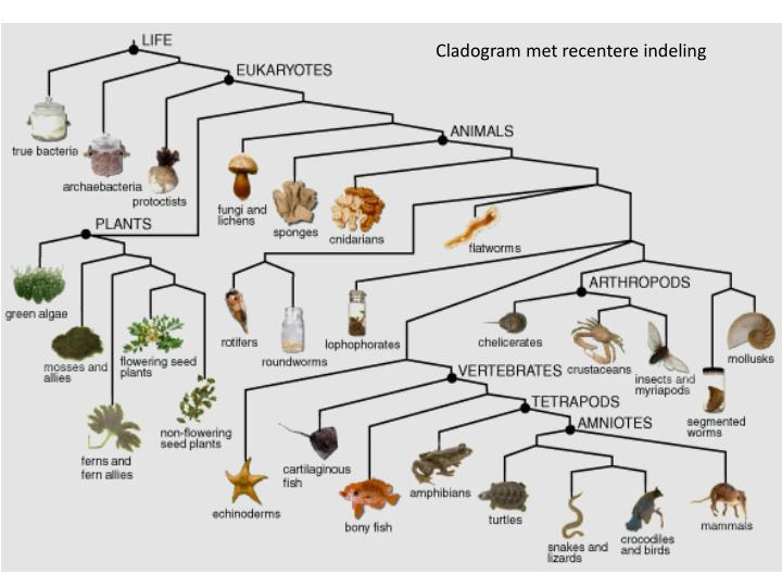 PPT - CLASSIFICEREN VAN DIEREN PowerPoint Presentation - ID:3447534