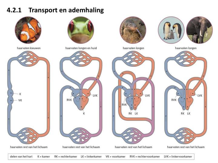 PPT - CLASSIFICEREN VAN DIEREN PowerPoint Presentation - ID:3447534