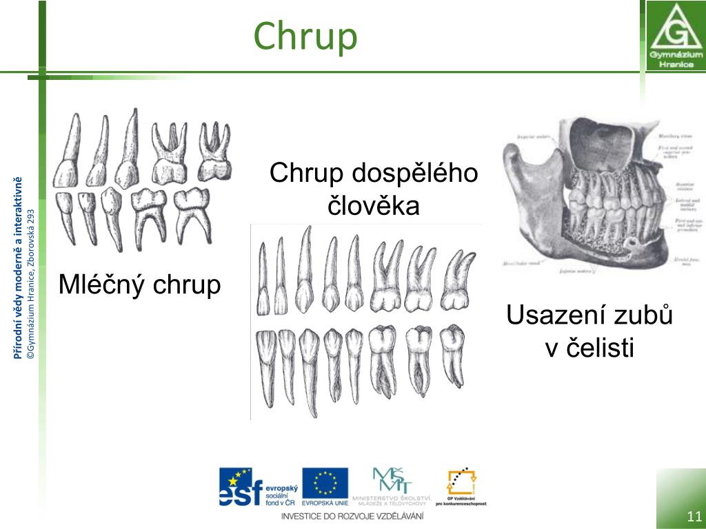 PPT - Trávicí soustava 2 dutina ústní, hltan, jícen a žaludek ...