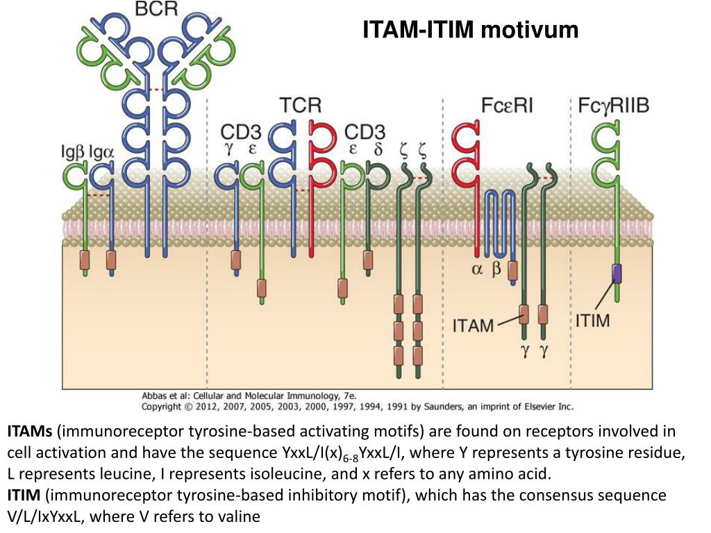 PPT - Jelátvitel, jelátvitel az immunrendszerben PowerPoint ...