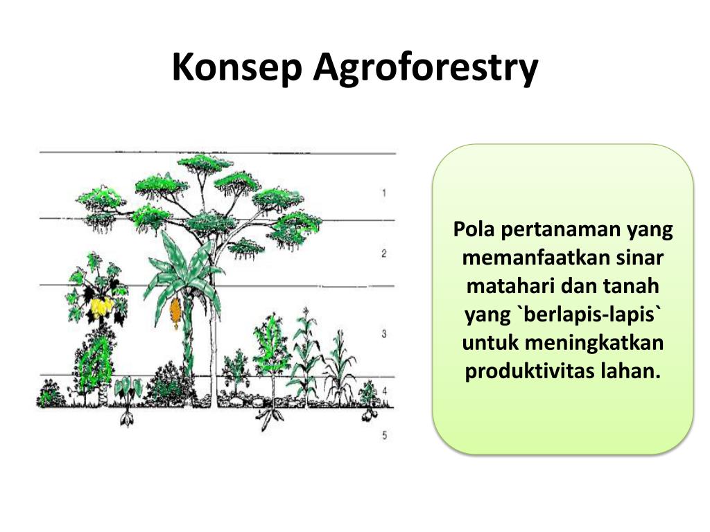 PPT - Oleh : Septia Viona Sulisti Siti Hardiyanti Fakultas Pertanian ...