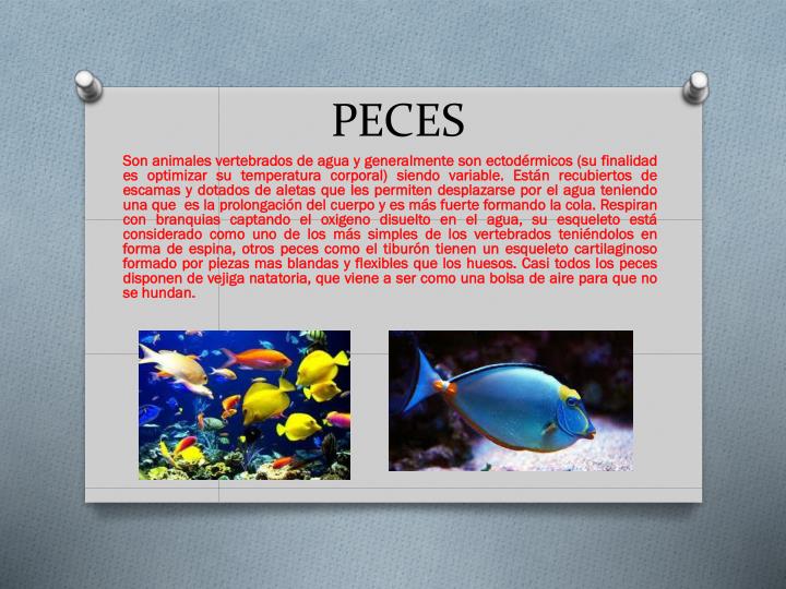 PPT - PECES PowerPoint Presentation, free download - ID:3448991