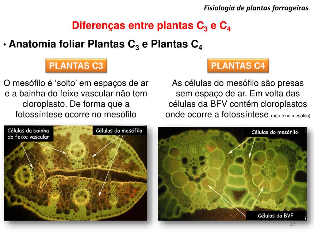 PPT - Fisiologia de plantas forrageiras PowerPoint Presentation, free ...