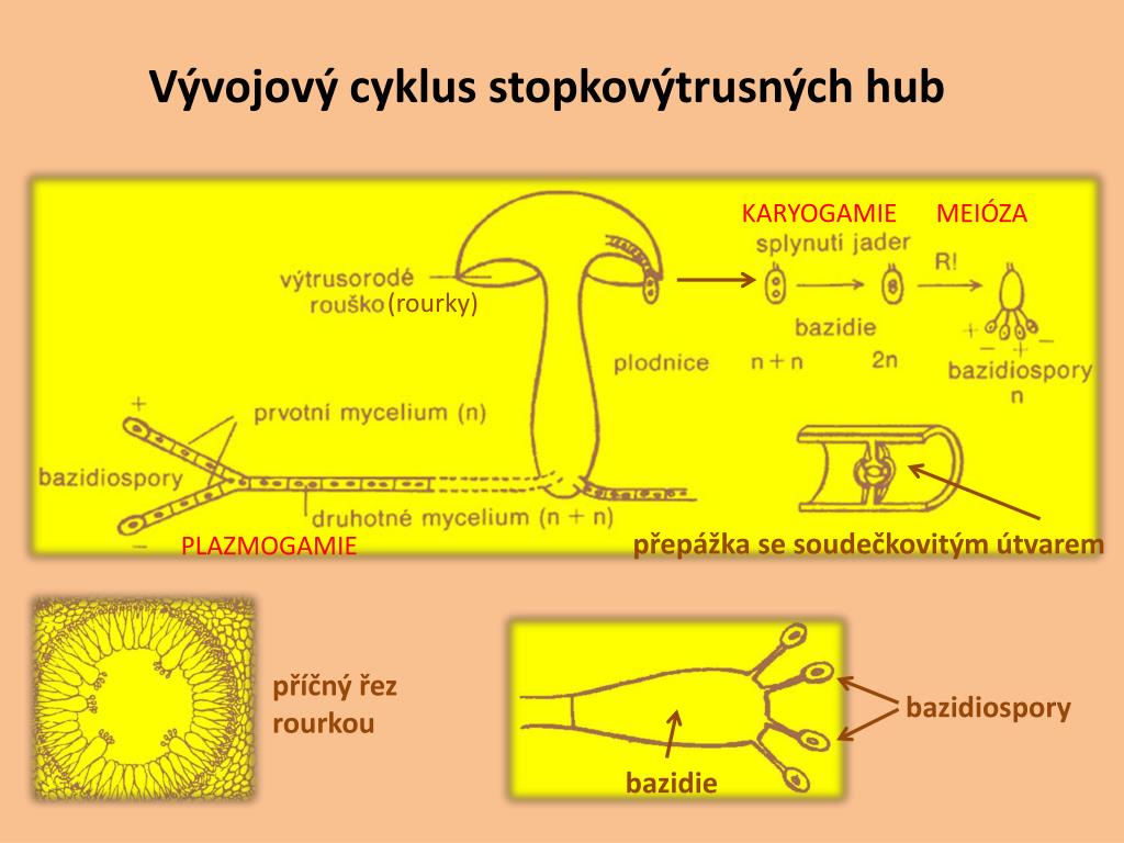 PPT - M1: LESNICKÁ BOTANIKA SYSTÉM HUB III. Lesnicky významné ...