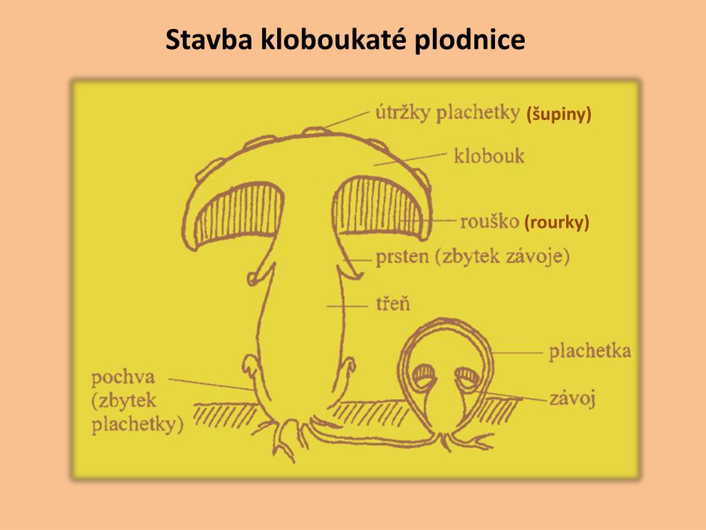 PPT - M1: LESNICKÁ BOTANIKA SYSTÉM HUB III. Lesnicky významné ...