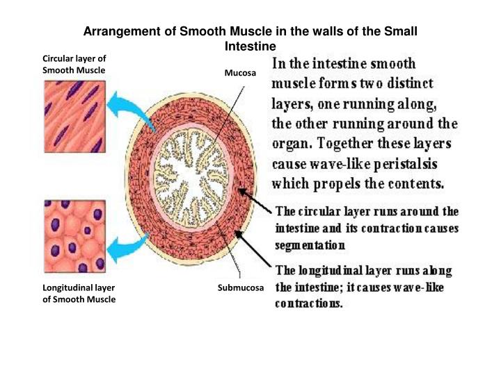 PPT - Smooth muscle & Contraction of Smooth muscle PowerPoint ...