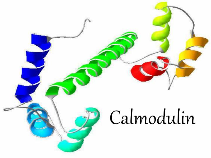 PPT - Smooth muscle & Contraction of Smooth muscle PowerPoint ...
