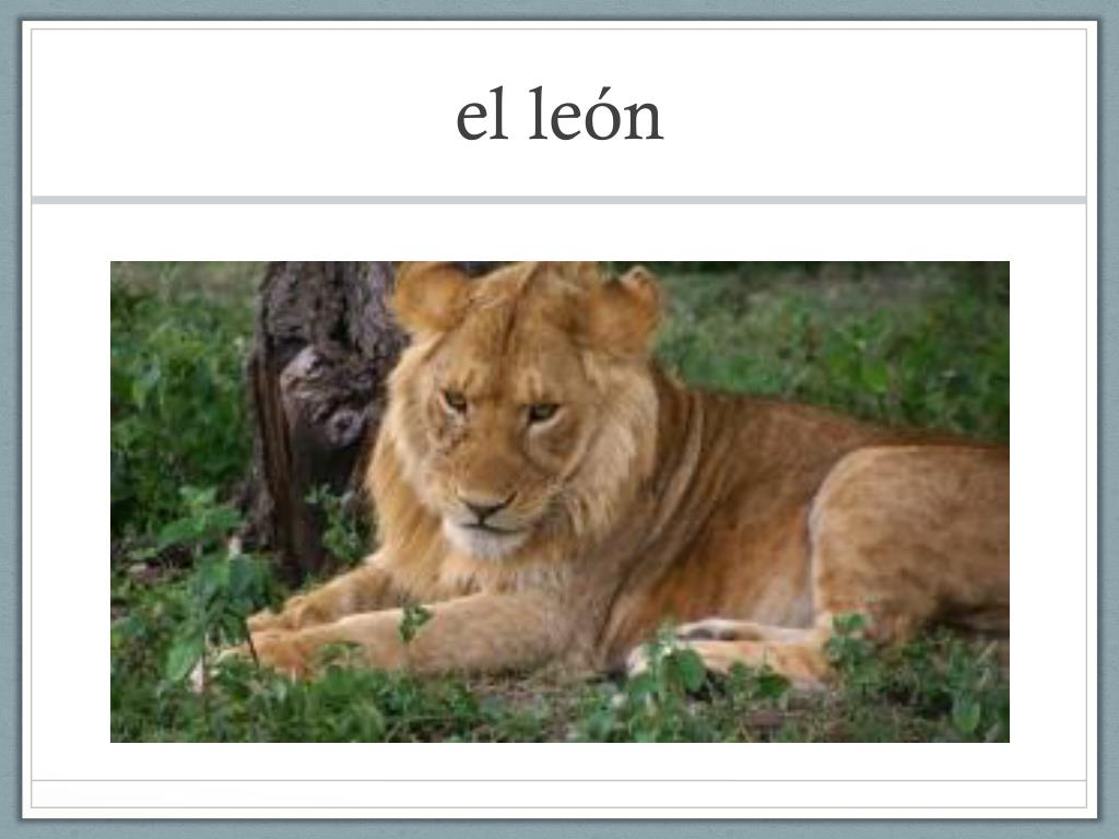 PPT - Oso polar, oso polar, ¿ qué es ese ruido ? PowerPoint ...