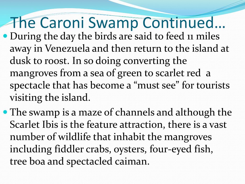 PPT - Trinidad’s Caroni Swamp (mangrove) PowerPoint Presentation, free ...