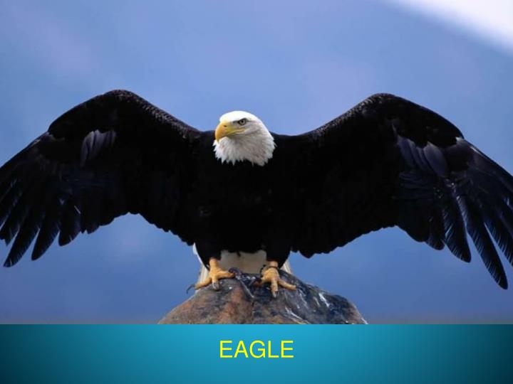 PPT - EAGLE PowerPoint Presentation, free download - ID:3461206