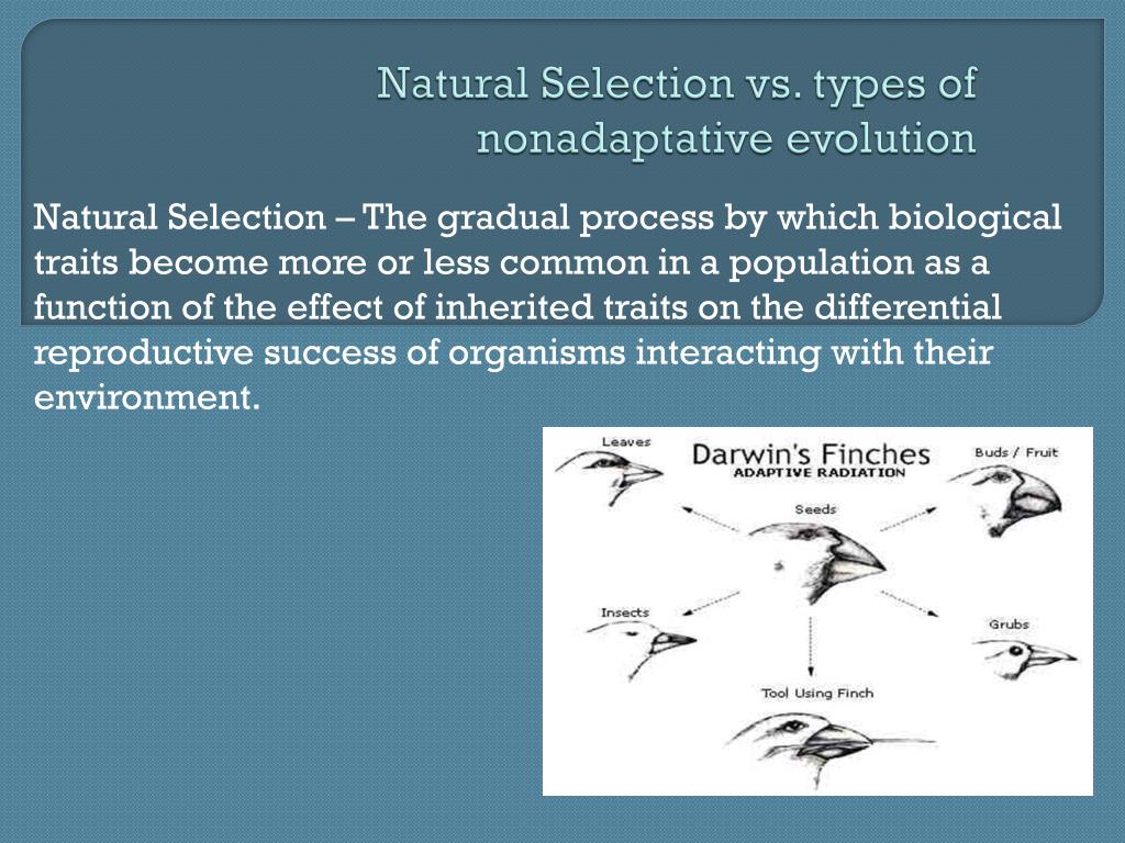 PPT - Understanding Hardy-Weinberg Equilibrium and Genetic Diversity ...