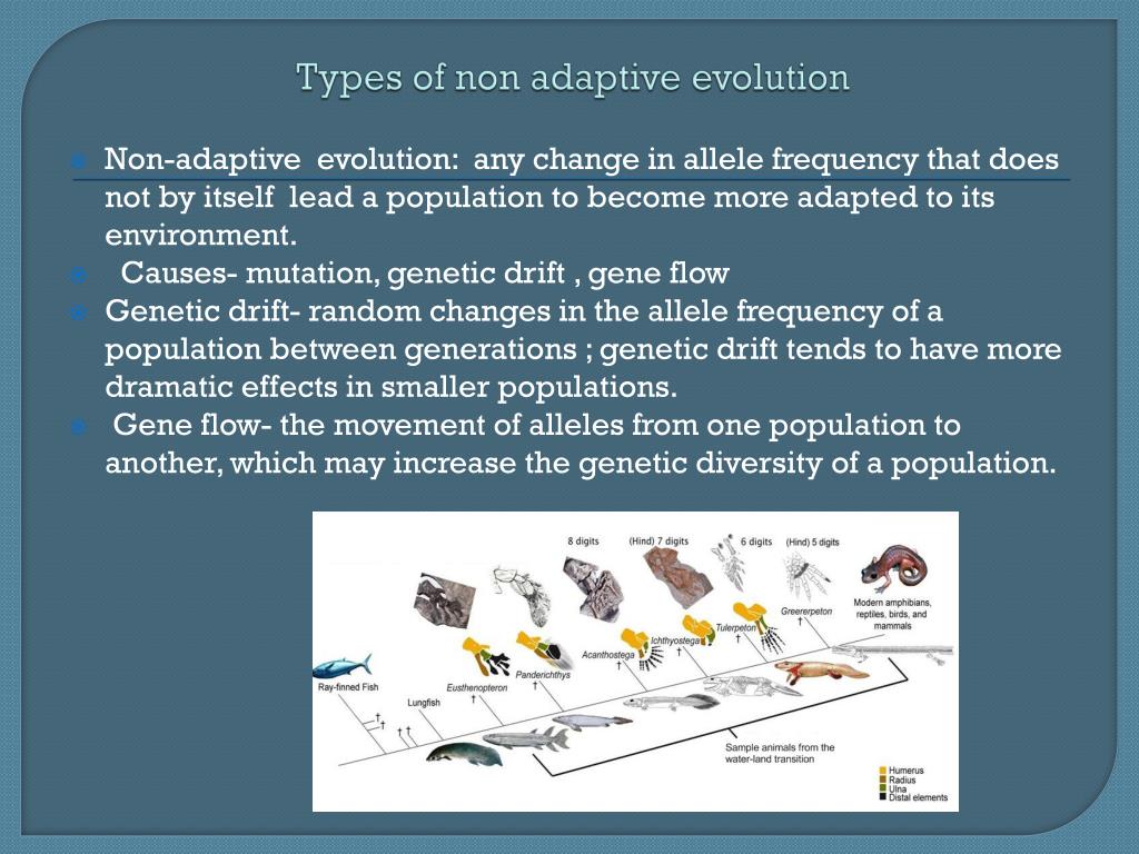 PPT - Understanding Hardy-Weinberg Equilibrium and Genetic Diversity ...