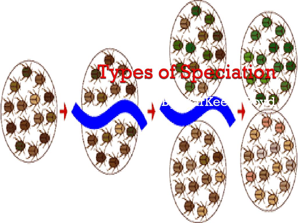 PPT - Understanding Hardy-Weinberg Equilibrium and Genetic Diversity ...