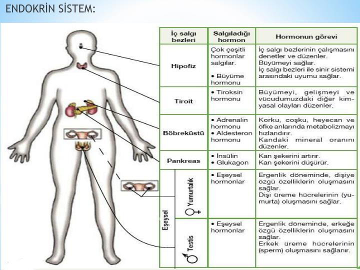 PPT - ENDOKRİN SİSTEM: PowerPoint Presentation - ID:3462995