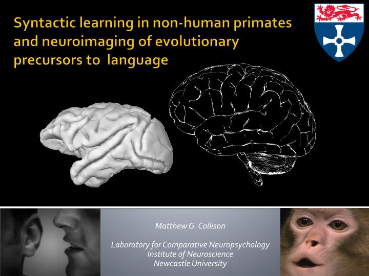 PPT - Syntactic learning in non-human primates and neuroimaging of ...