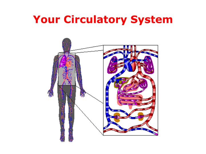 PPT - Your Circulatory System PowerPoint Presentation, free download ...