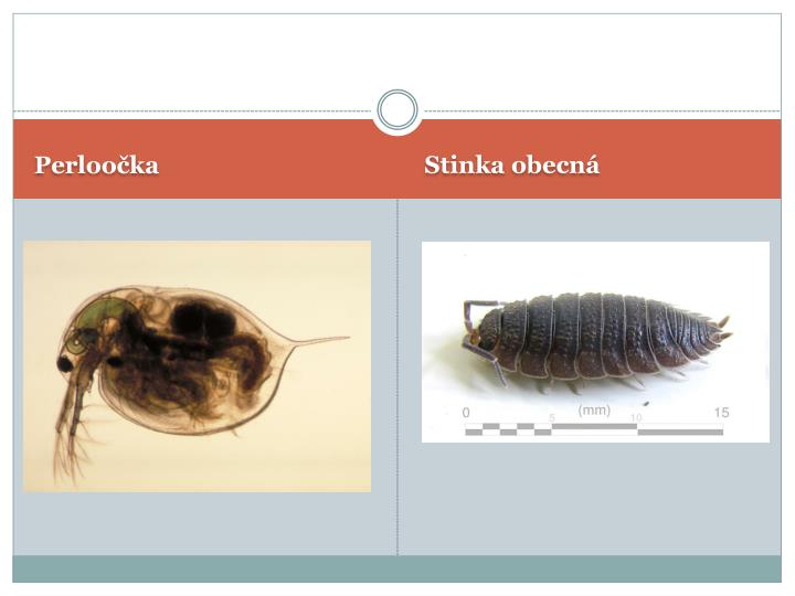PPT - PŘÍRODOPIS 6. ROČNÍK KORÝŠI PowerPoint Presentation - ID:3466366