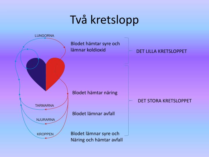 PPT - Blodet och blodomloppet PowerPoint Presentation - ID:3466569