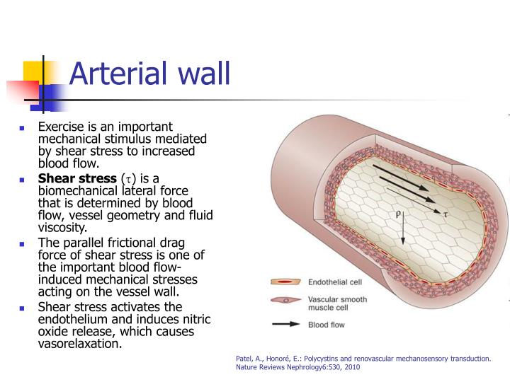 PPT - Atherosclerosis PowerPoint Presentation - ID:3466734