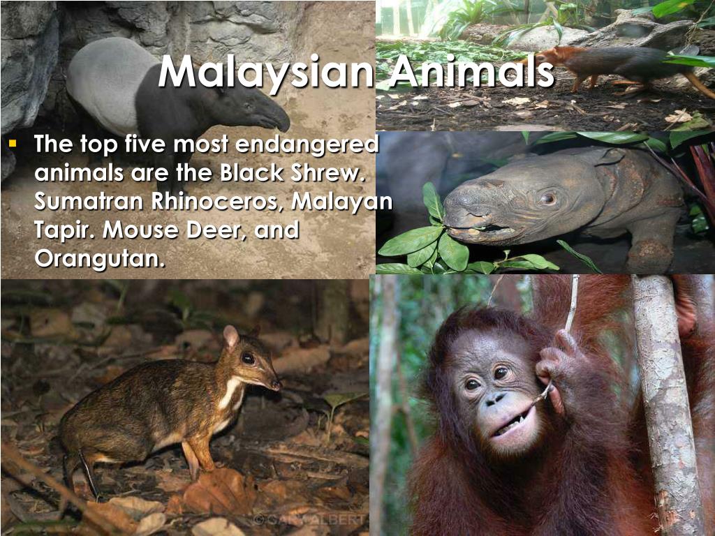 PPT - Discover Malaysia's Culture: Fun Facts, Wildlife, Sports & More ...