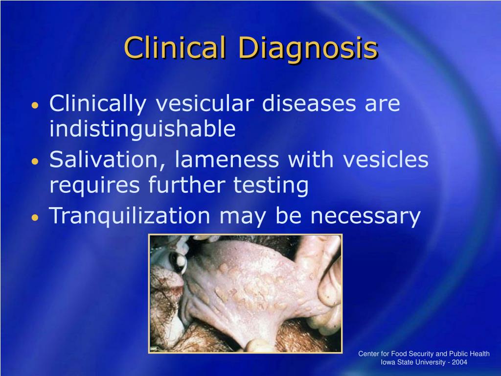 PPT - Foot and Mouth Disease PowerPoint Presentation, free download ...