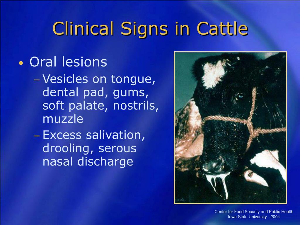 PPT - Foot and Mouth Disease PowerPoint Presentation, free download ...