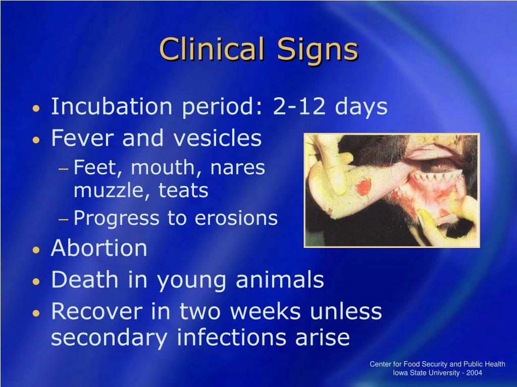 PPT - Foot and Mouth Disease PowerPoint Presentation, free download ...