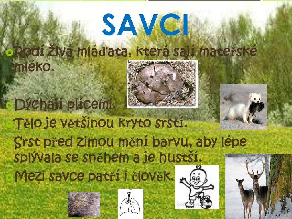 PPT - Živočichové ve volné přírodě - savci PowerPoint Presentation - ID ...