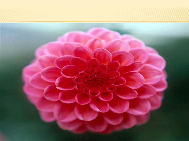 PPT - DAHLİA PowerPoint Presentation, free download - ID:3471961