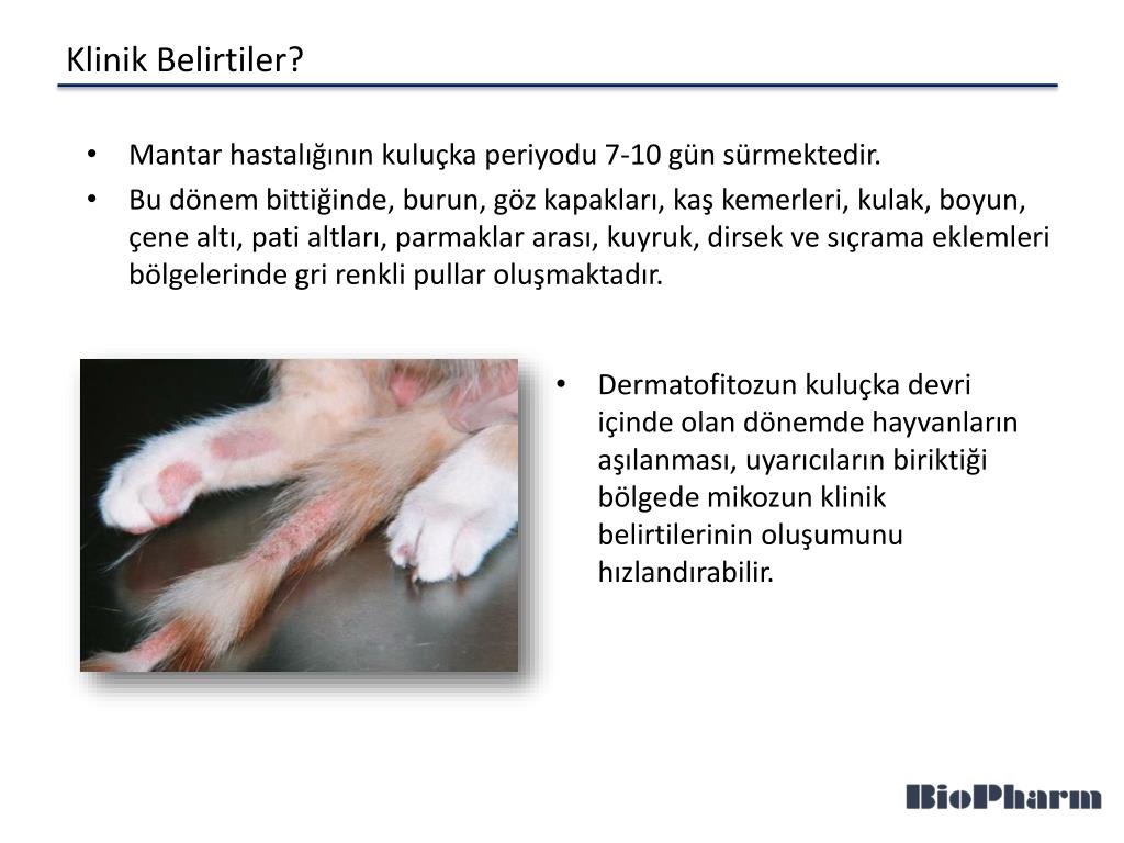 PPT - VAKDERM Yeni Nesil Mantar Aşısı PowerPoint Presentation, free ...
