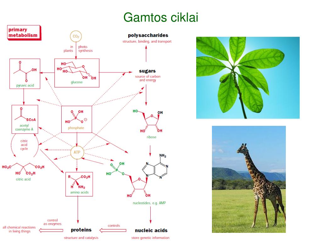 PPT - Maistas arba dėl ko gyvenam PowerPoint Presentation, free ...
