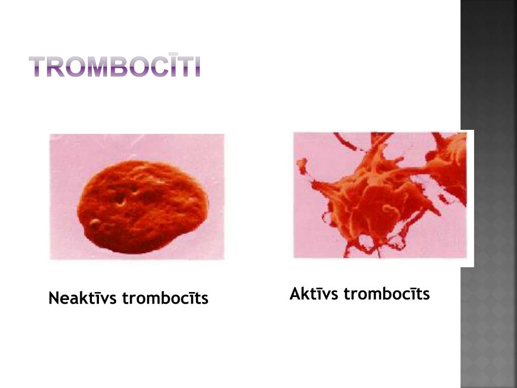 PPT - 12.3. Organismu vielmaiņa Asinrite PowerPoint Presentation, free ...