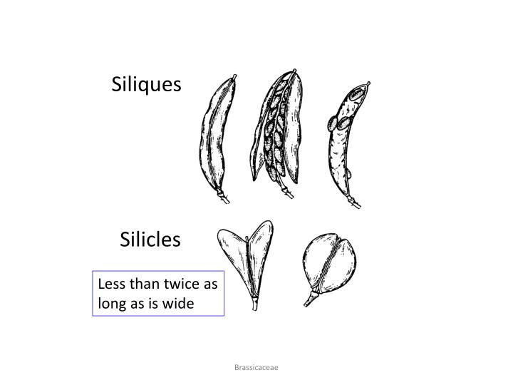 PPT - Brassicaceae (Cruciferae) PowerPoint Presentation - ID:3473221