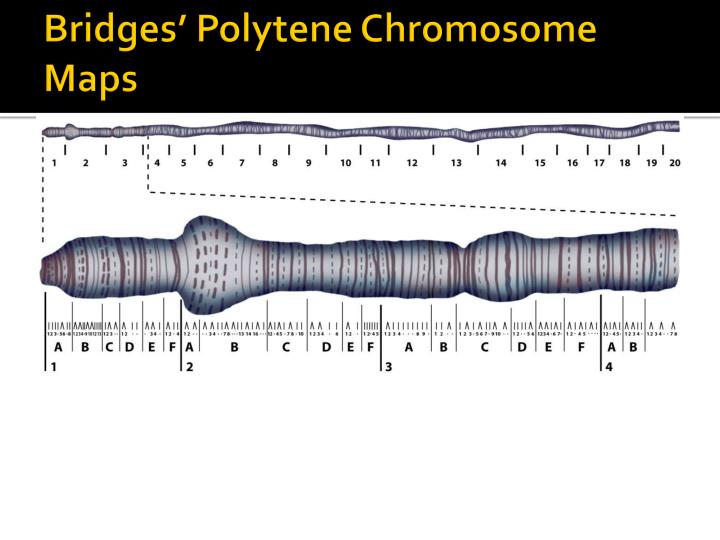 PPT - Chapter 6 Variation in Chromosome Structure and Number PowerPoint ...