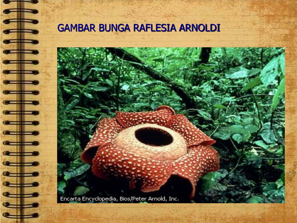 PPT - F.PENJAJAHAN INGGRIS DI INDONESIA (1811-1816) PowerPoint ...