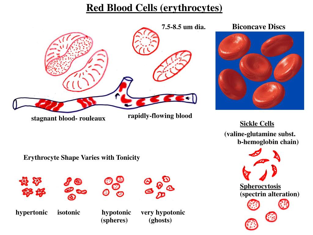 PPT - Whole Blood Centrifuged with Anticoagulant PowerPoint ...