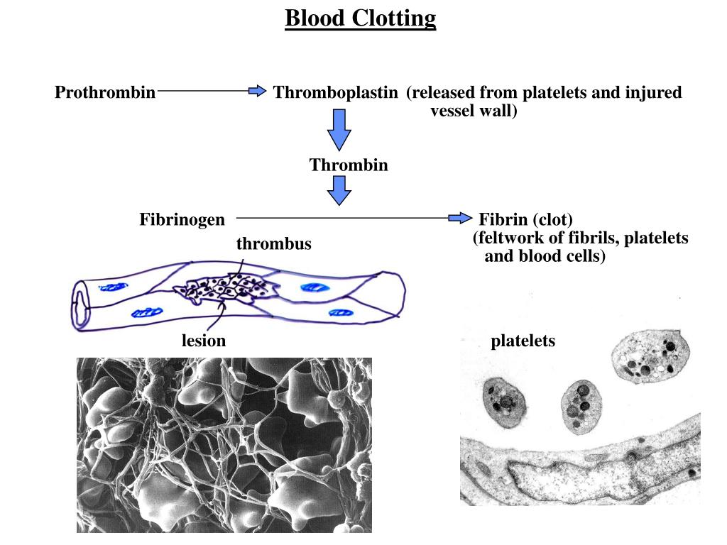 PPT - Whole Blood Centrifuged with Anticoagulant PowerPoint ...